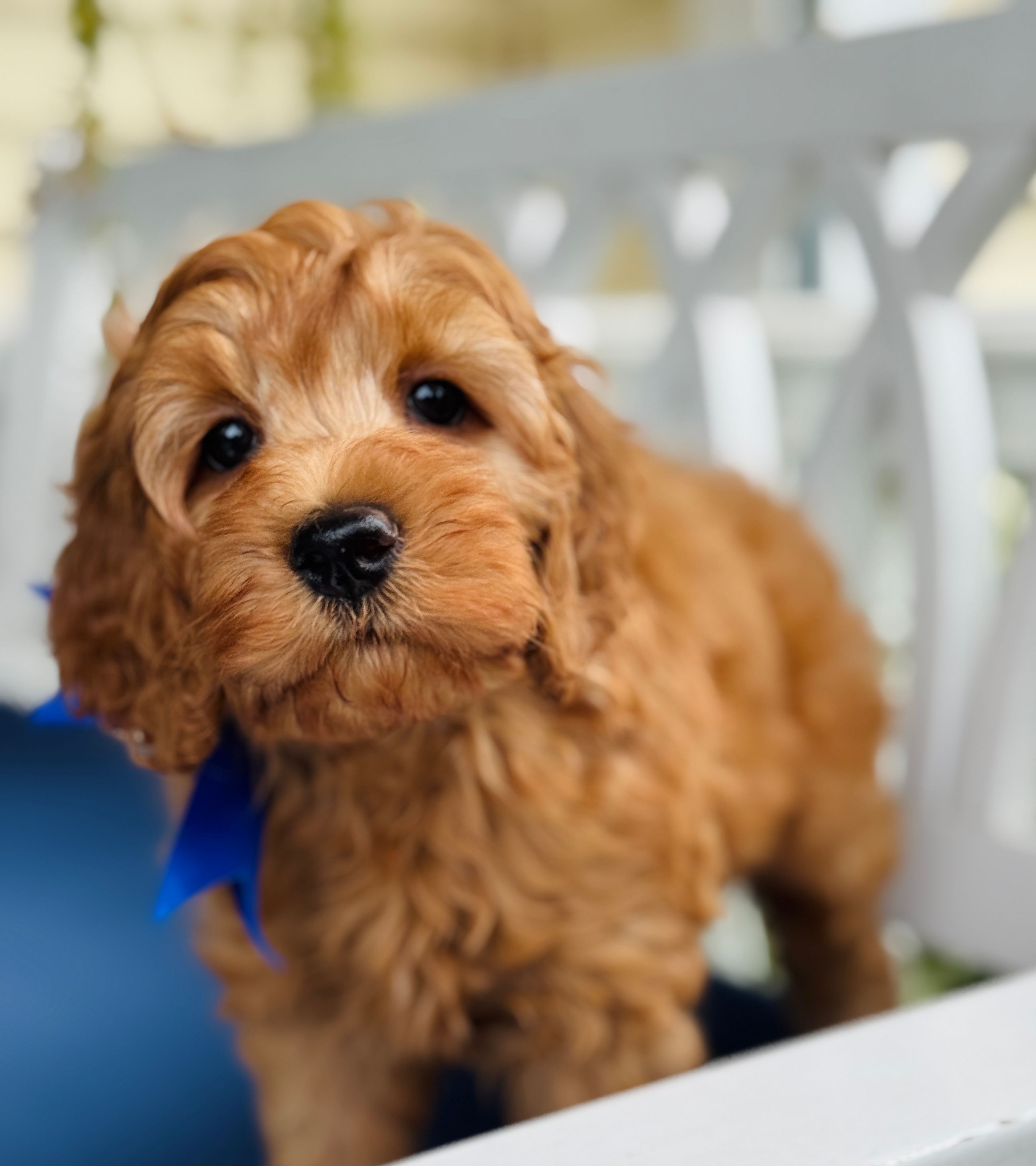 Oakley's Blue Micro Male | Bella Mini Doodles