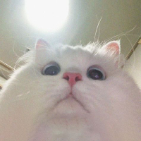 Best Cat PFP 2024 | Download 1,000+ Free Profile Pictures