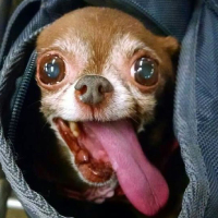 Best Dog PFP 2024 | Download 1,000+ Free Profile Pictures