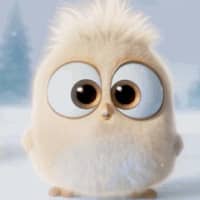 Best Animal PFP 2024 | Download 1,000+ Free Profile Pictures