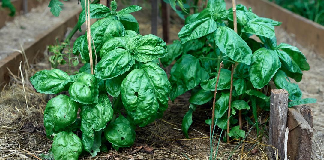 CVAT Labeling Service | Expert Data Annotation for AI Projects