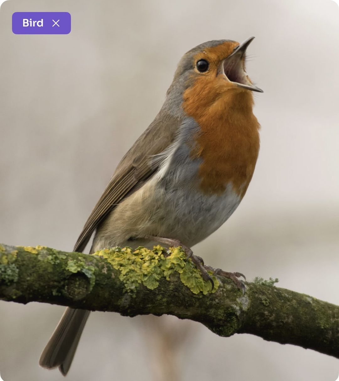 Leading Image & Video Data Annotation Platform | CVAT