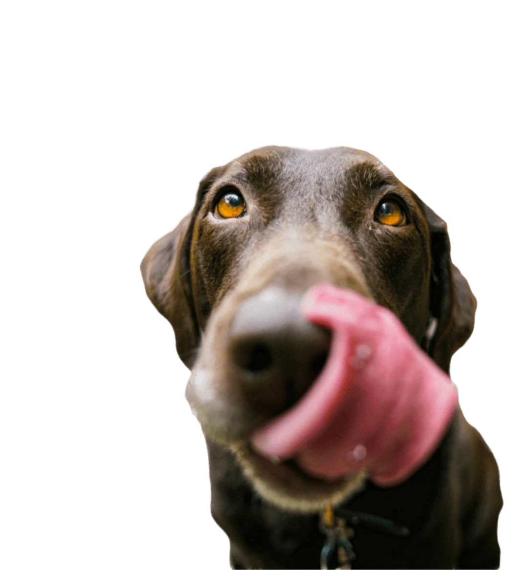 Everything You Need To Know About Arthritis Injections For Canine Arthritis