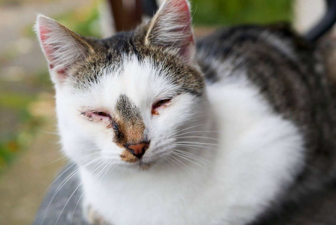 A Vet's Guide to Cat Flu | Treatment, Recovery + Much More