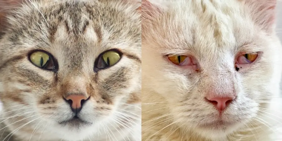 Why Does My Cat Have Diarrhea? Investigations & Treatment
