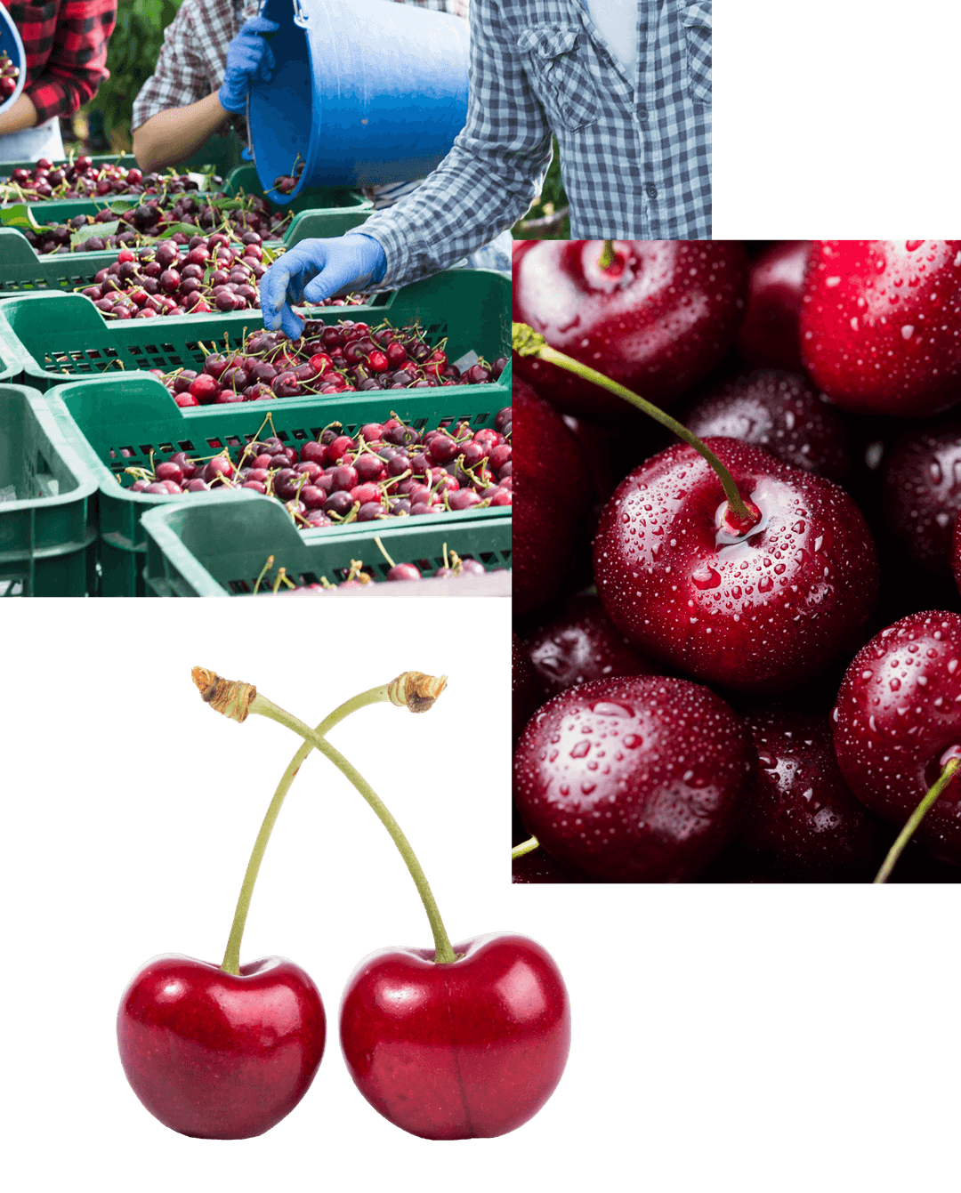 Hazel 100™ from Hazel Technologies