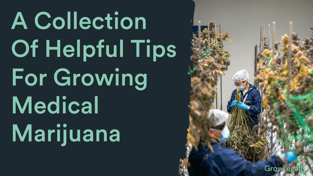 How To Qualify For Medical Marijuana In Canada | GrowLegally
