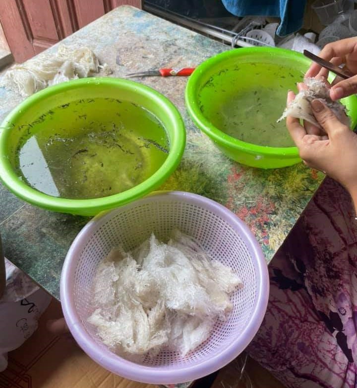 Edible Bird Nest from Myanmar