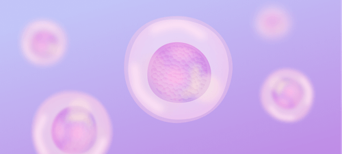 The Human Egg Cell, Explained by an Embryologist