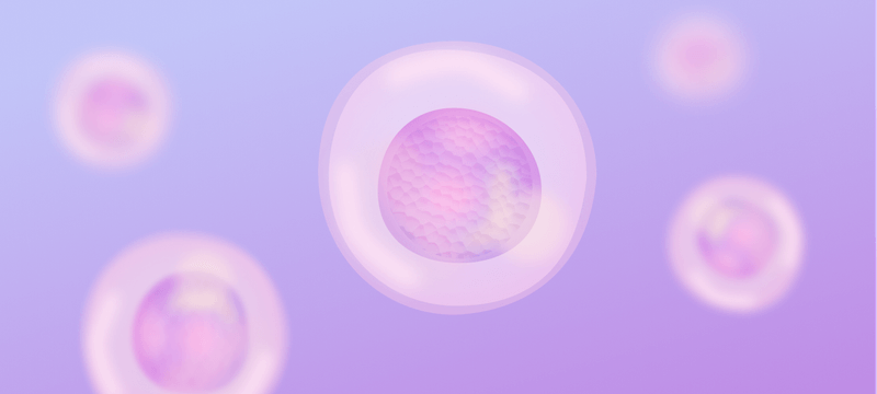 The Human Egg Cell, Explained by an Embryologist