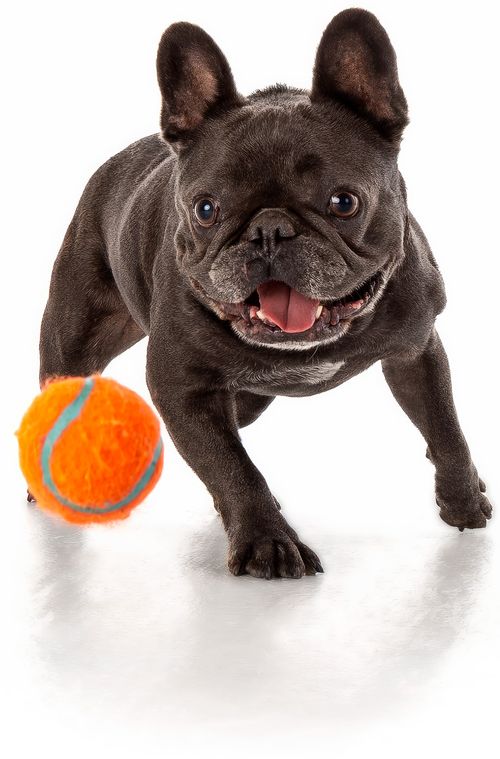 Roadogs Southern Calfornia Dog Rescue | Roadogs.org