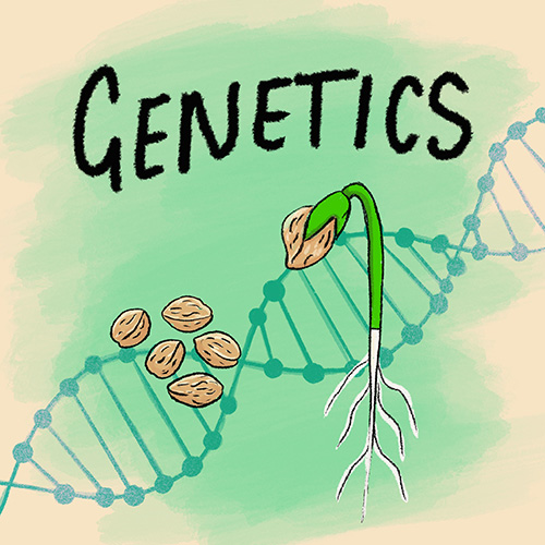 The World of Cannabis Genetics