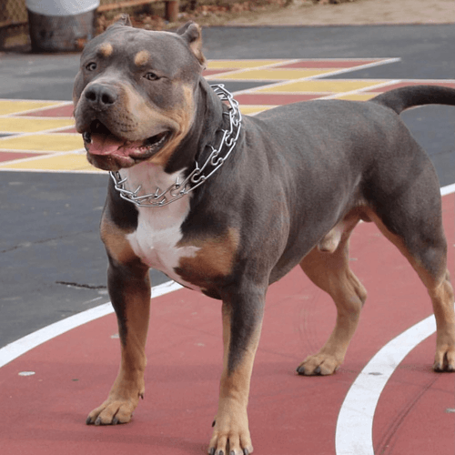 Carolina Bullies | American XL Bully Puppies and Studs