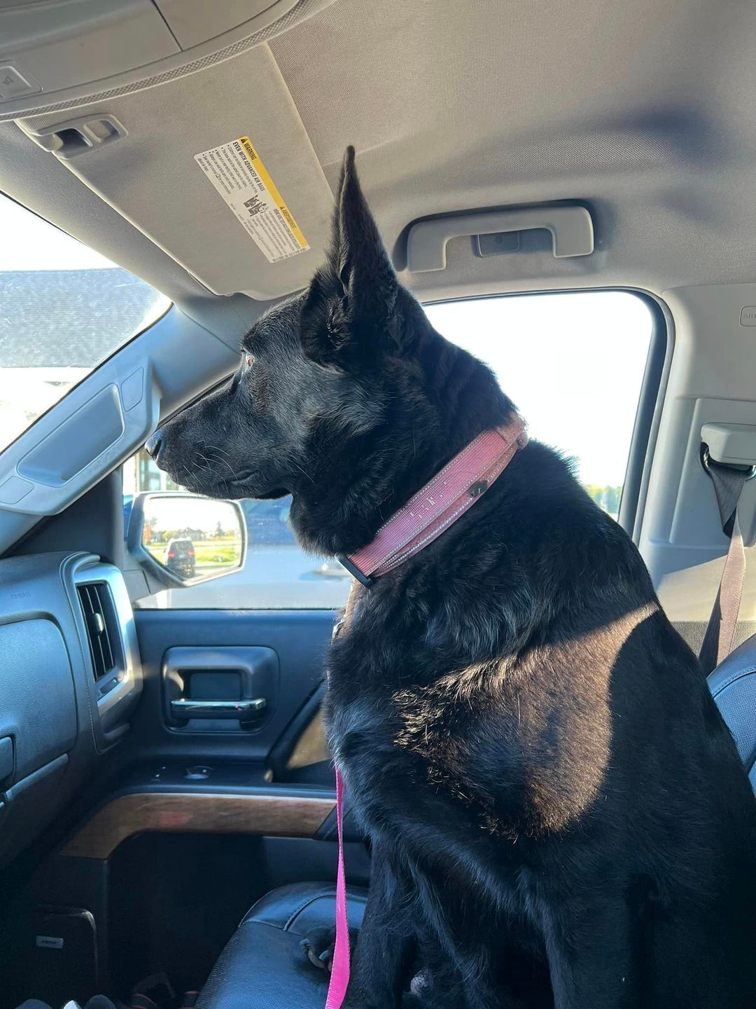 Service Dog Training Breakdown: How Long and What’s Involved?