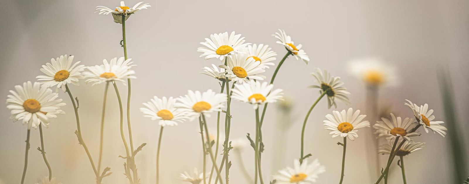 Dr. Soliman Fakeeh Hospital - Jeddah