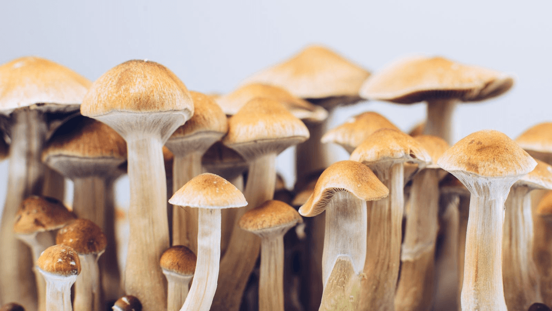 Mushroom Testing Lab - Psilocybin Potency & Product Safety