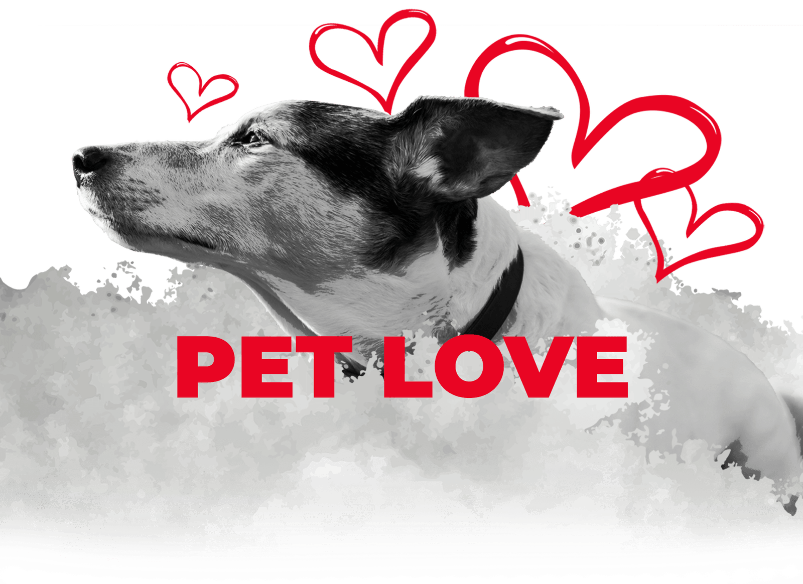 Ardmore Animal Shelter in Ardmore, Oklahoma