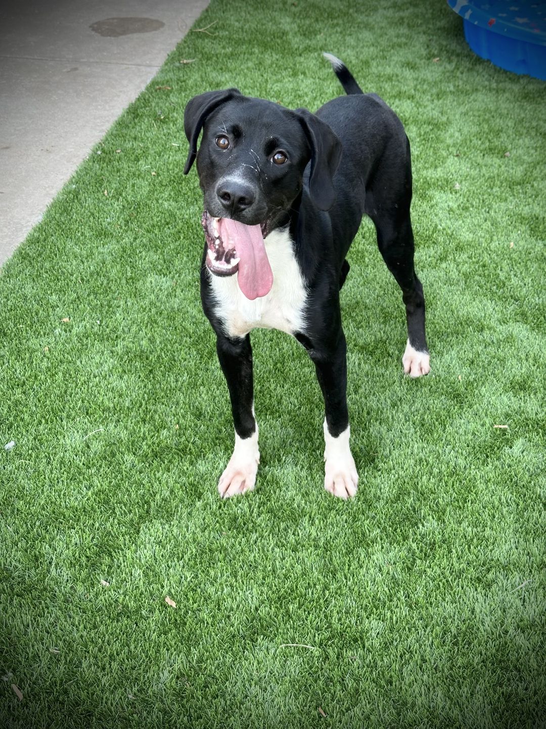 Ardmore Animal Shelter in Ardmore, Oklahoma