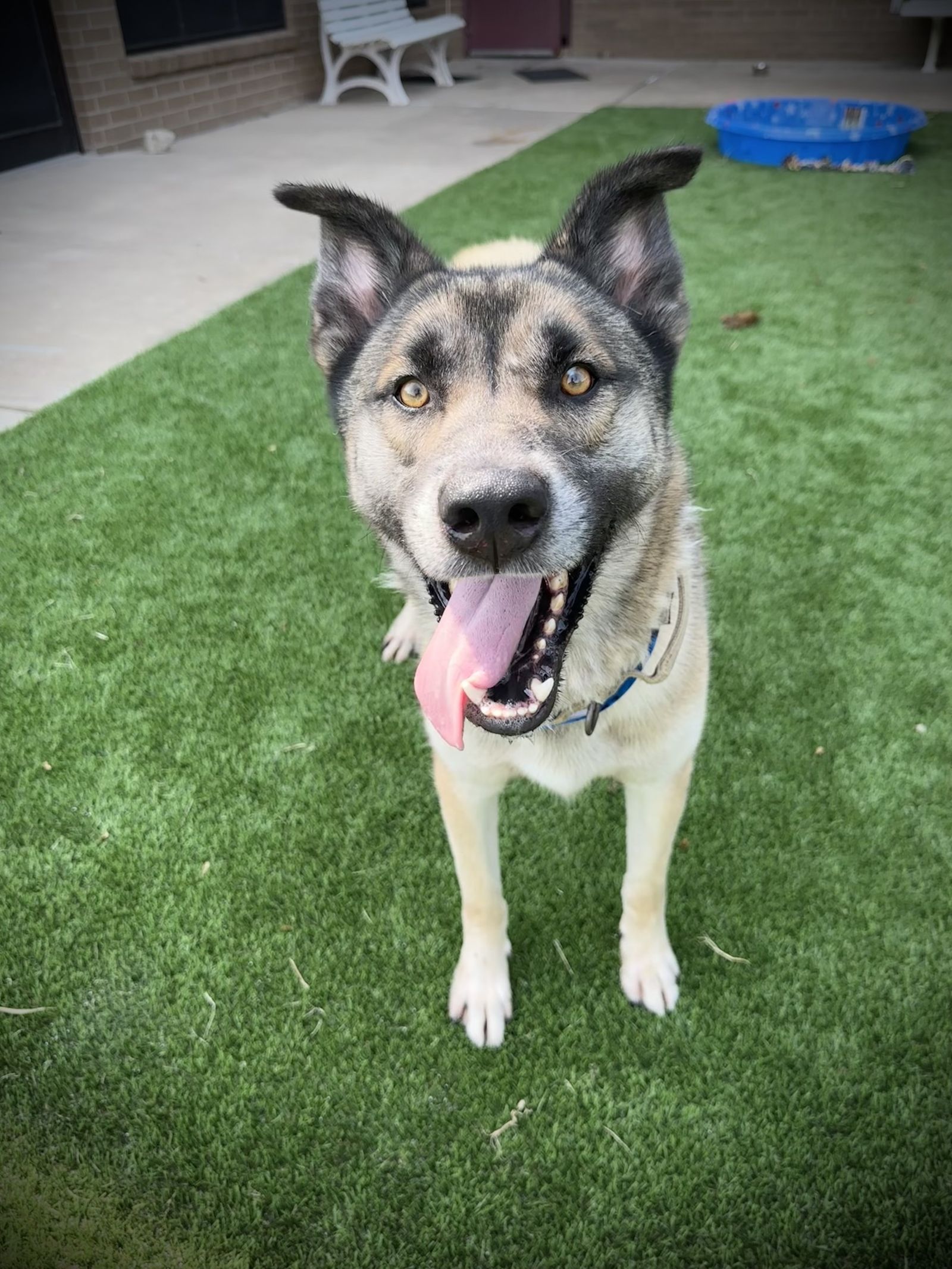 Ardmore Animal Shelter in Ardmore, Oklahoma