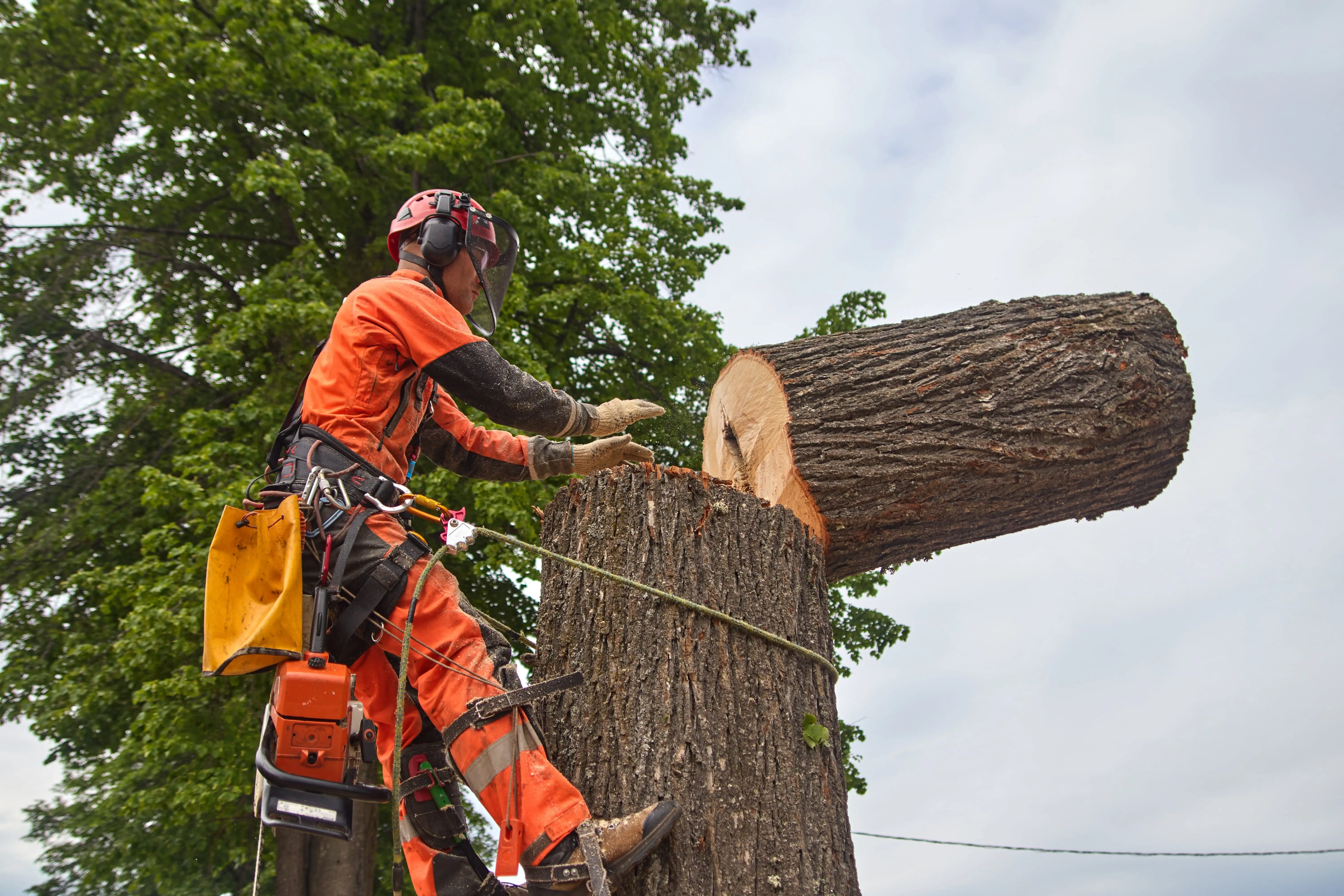 Commercial Van Hire For Tree Surgeons | hirefleet