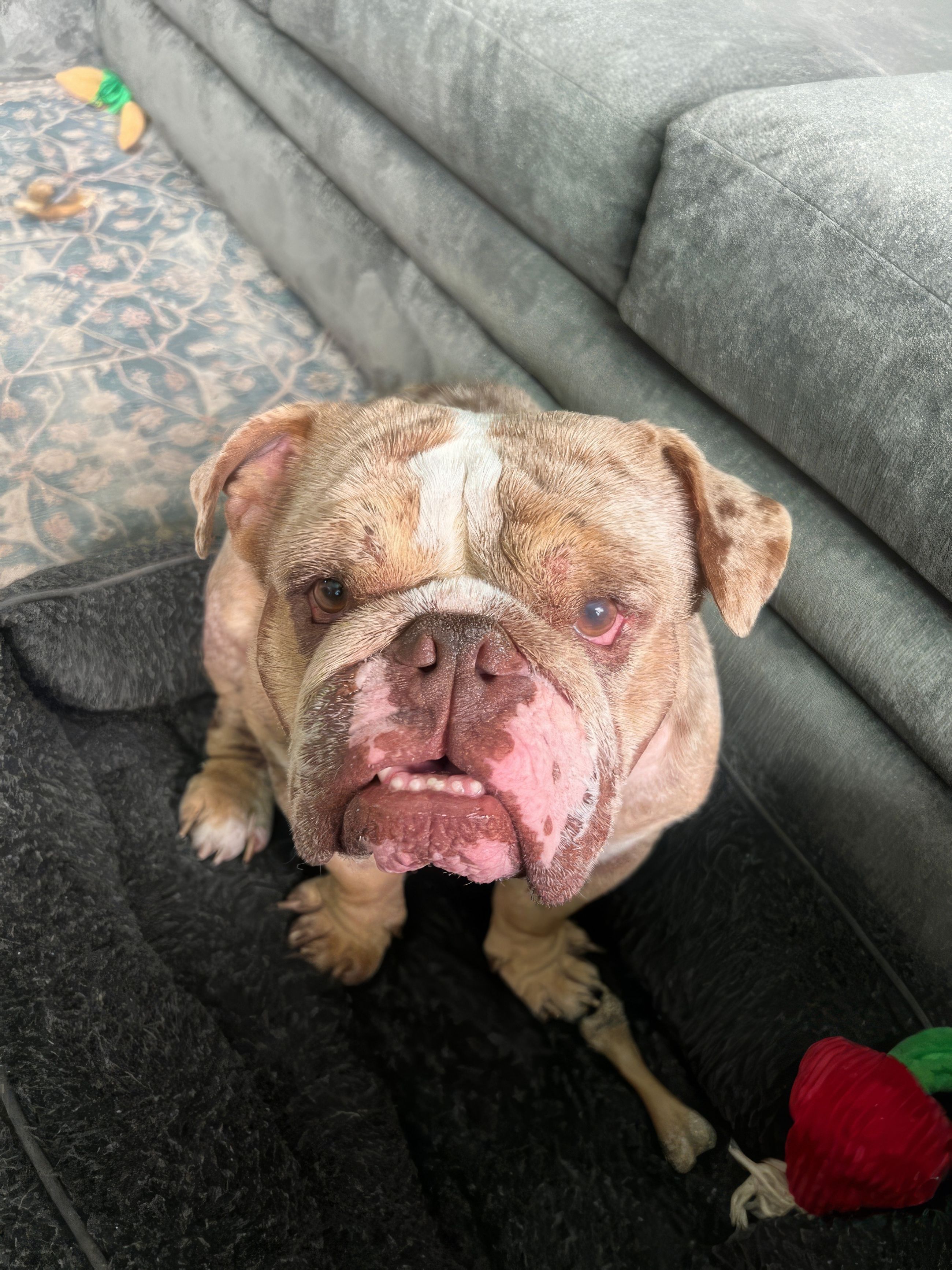 Adopt a Bulldog Rescue Today! | Roadogs.org