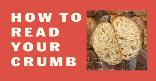 How to Read Your Crumb Like a Seasoned Baker
