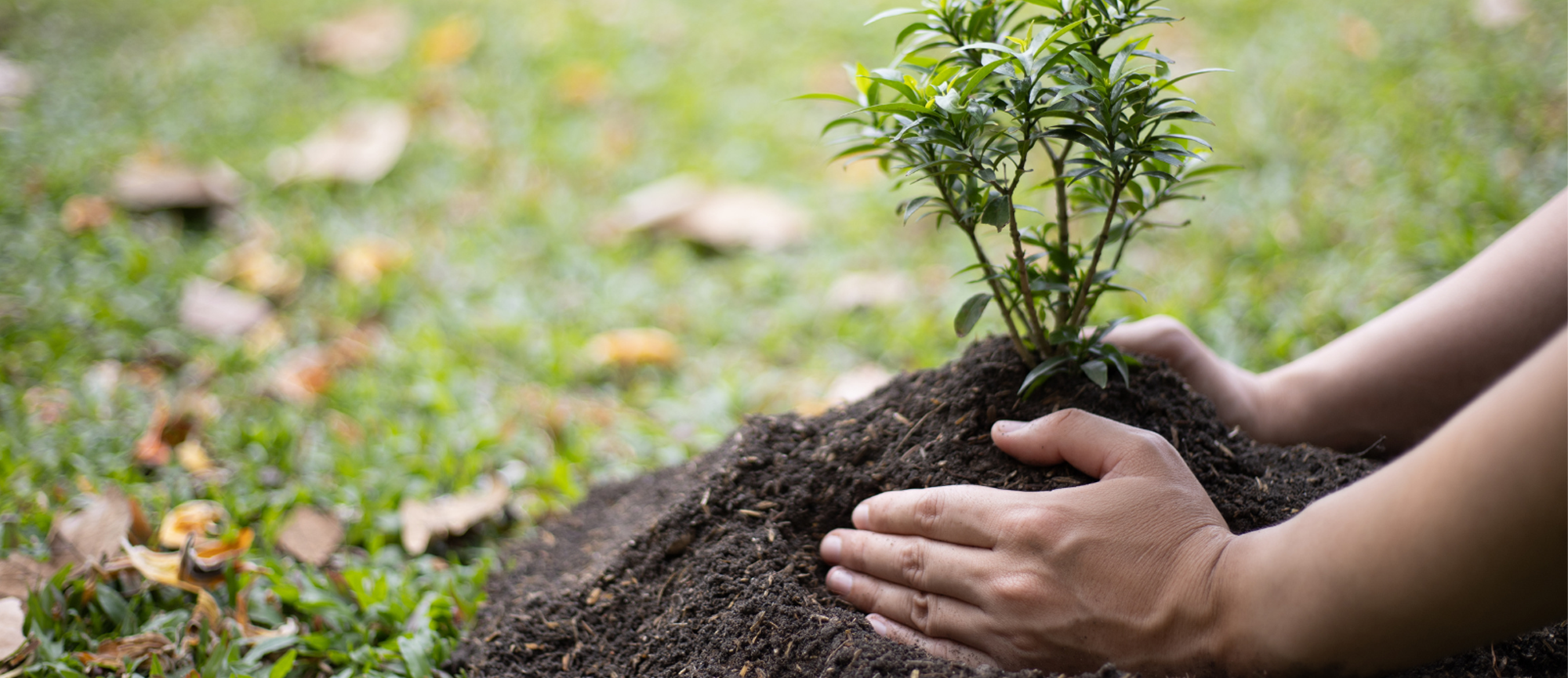 Plantation Enrichment Programme