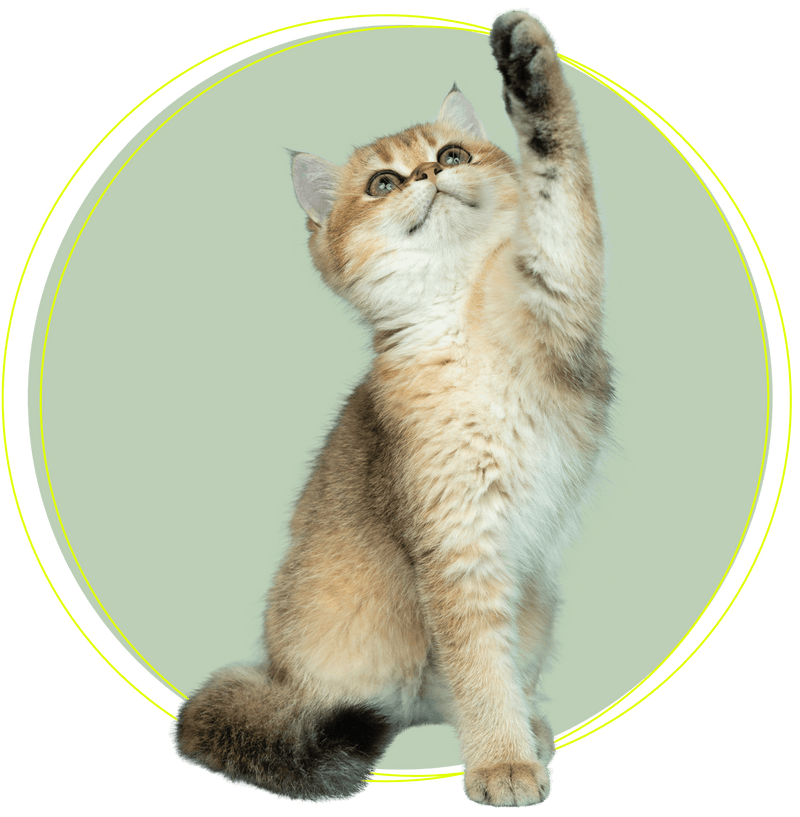 Calingo Haustierversicherung - bester Schutz für alle Felle