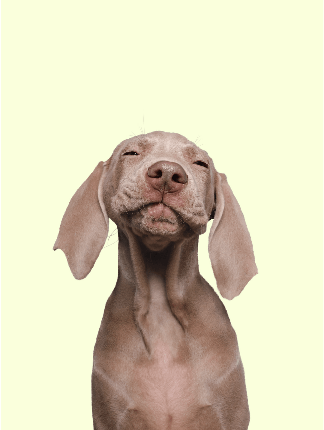 Calingo Haustierversicherung - bester Schutz für alle Felle