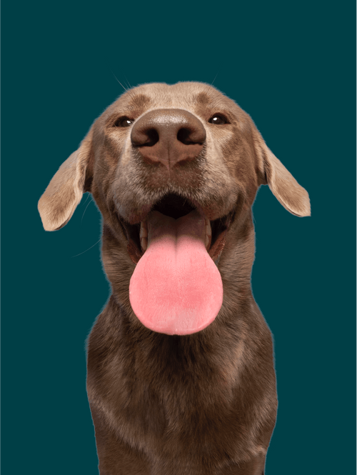 Calingo Haustierversicherung - bester Schutz für alle Felle