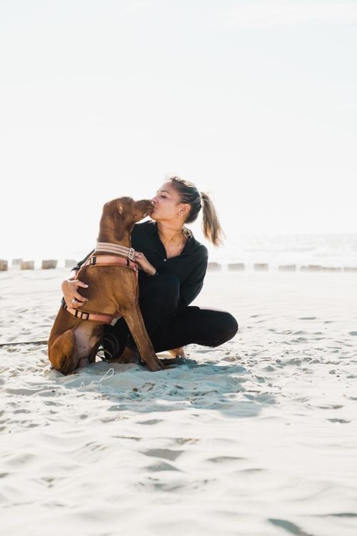 Calingo Haustierversicherung - bester Schutz für alle Felle