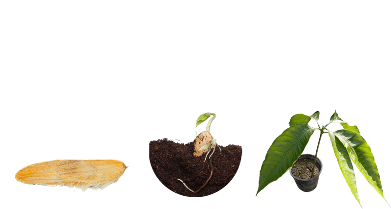 Plant een mangopit