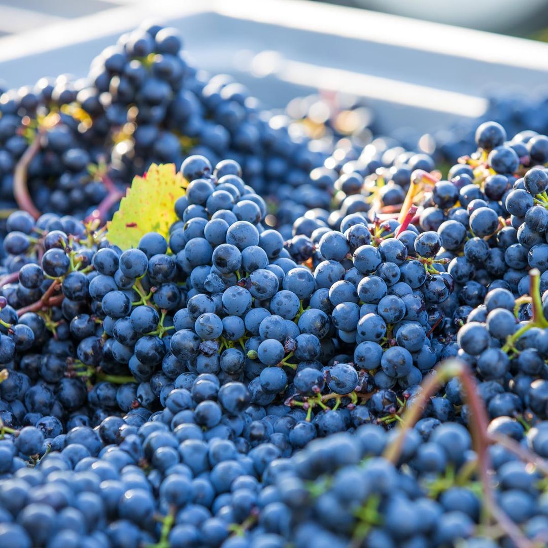 Gleis//Garten - Vienna's Foodmarket