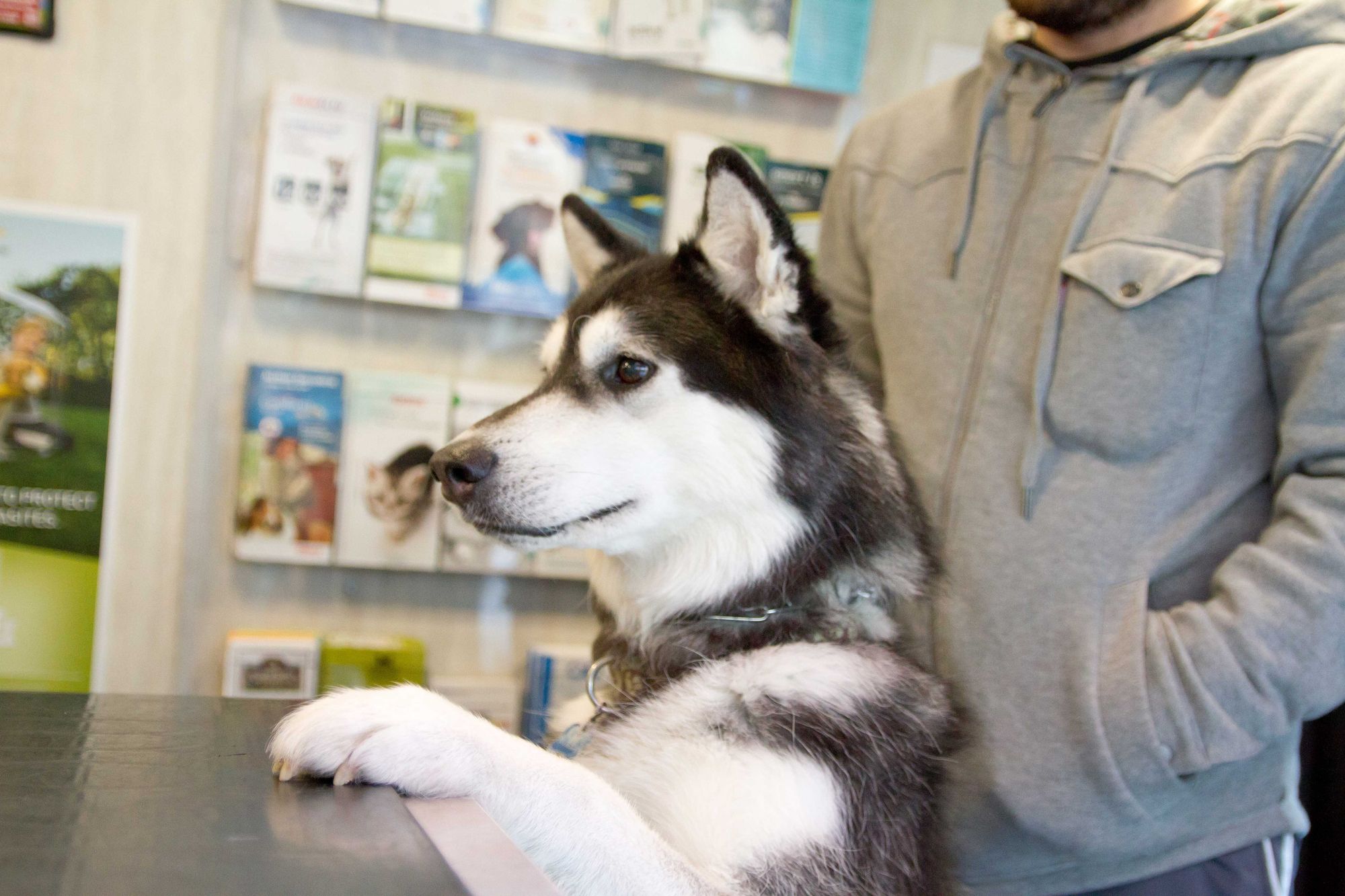 Veterinary Care Services