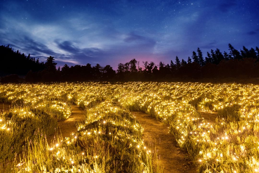 Festivals at 123 Farm