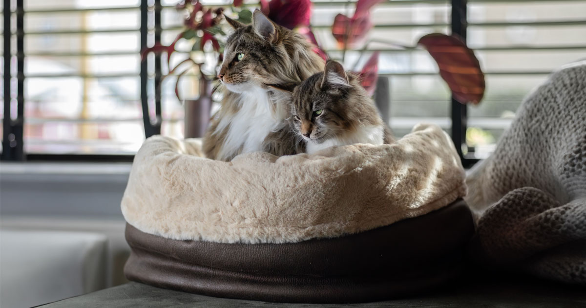 Katten in de winter: 5 tips voor binnenplezier - Maxi Zoo