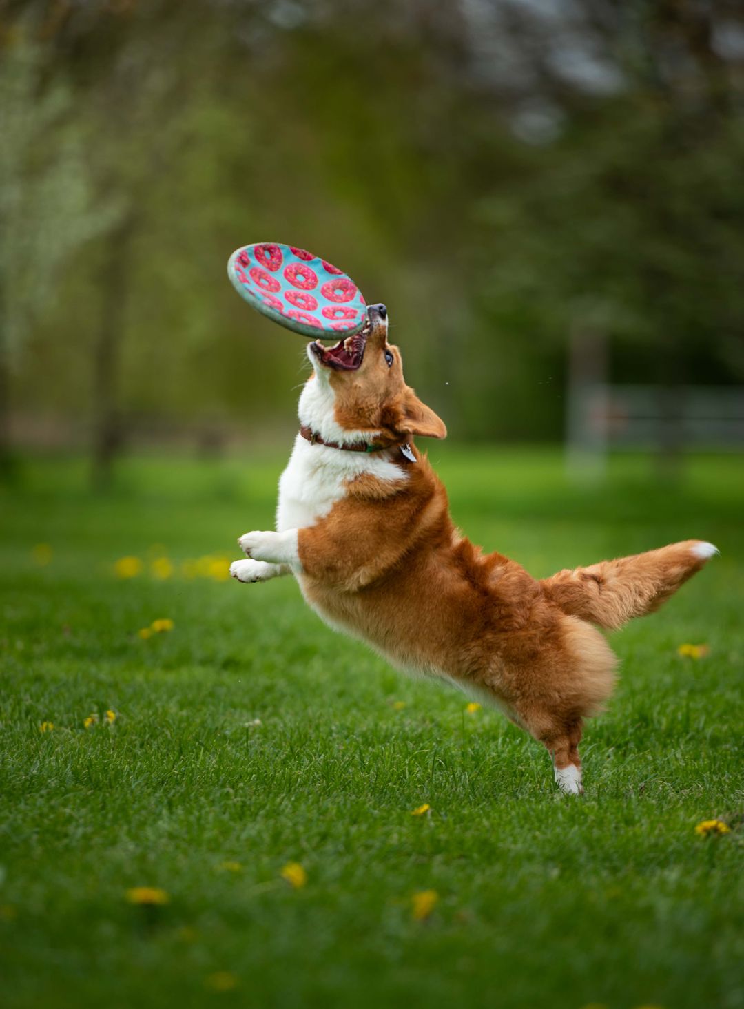Dog frisbee met je hond! - Maxi Zoo