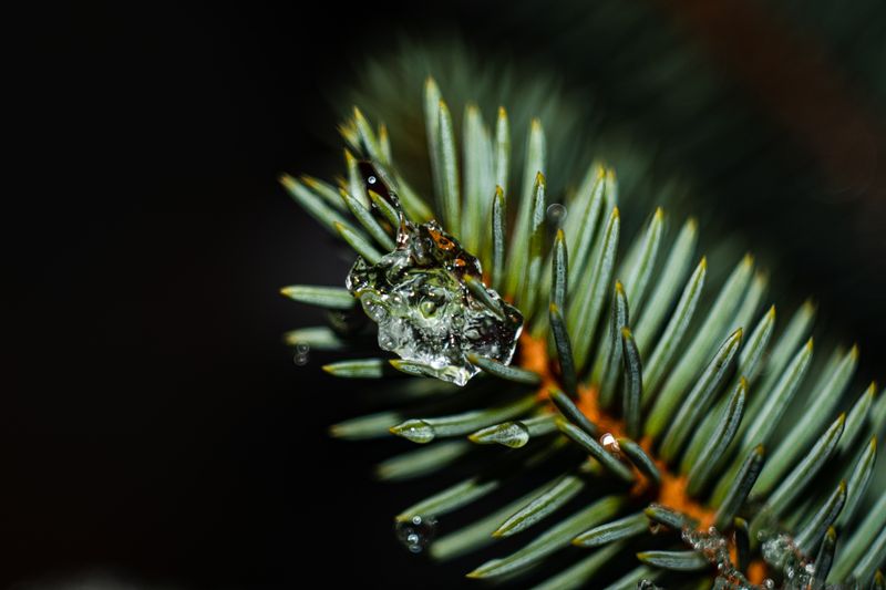 Five Products Made from Pine Waste | Material Factors