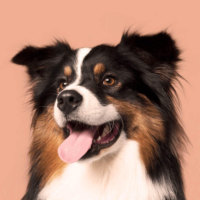 Pawp | Ask An Online Vet Anything 24/7