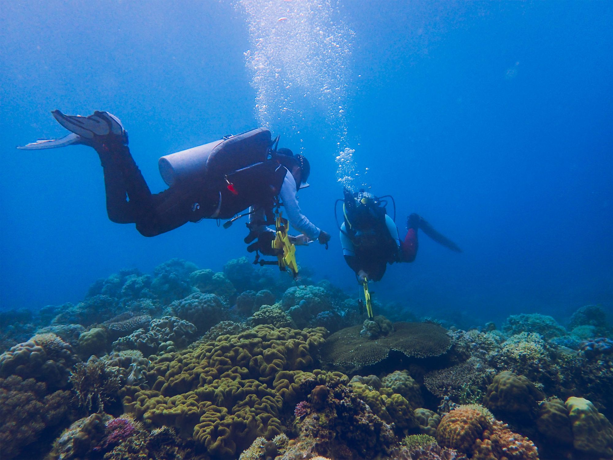 Tañon Strait Protected Seascape