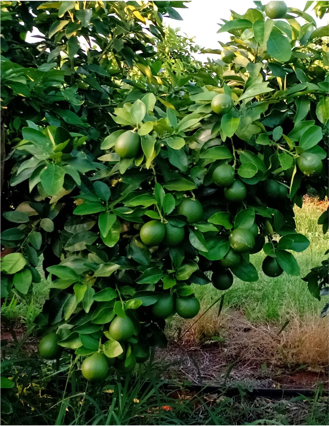 Home of Verdant Orchards