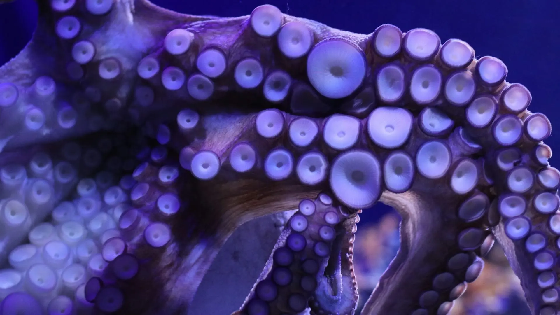 La trypophobie : qu’est-ce que et comment la traiter