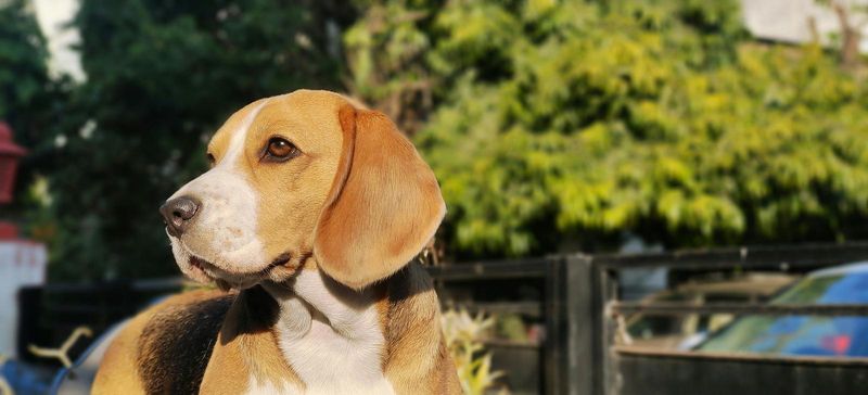 Assurance santé Beagle : prix et garanties