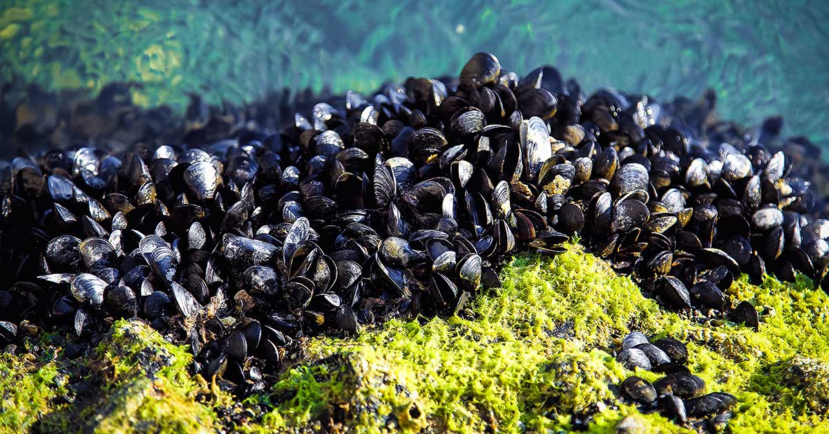 Hawkes Bay: shellfish biotoxin alert 2/10/23