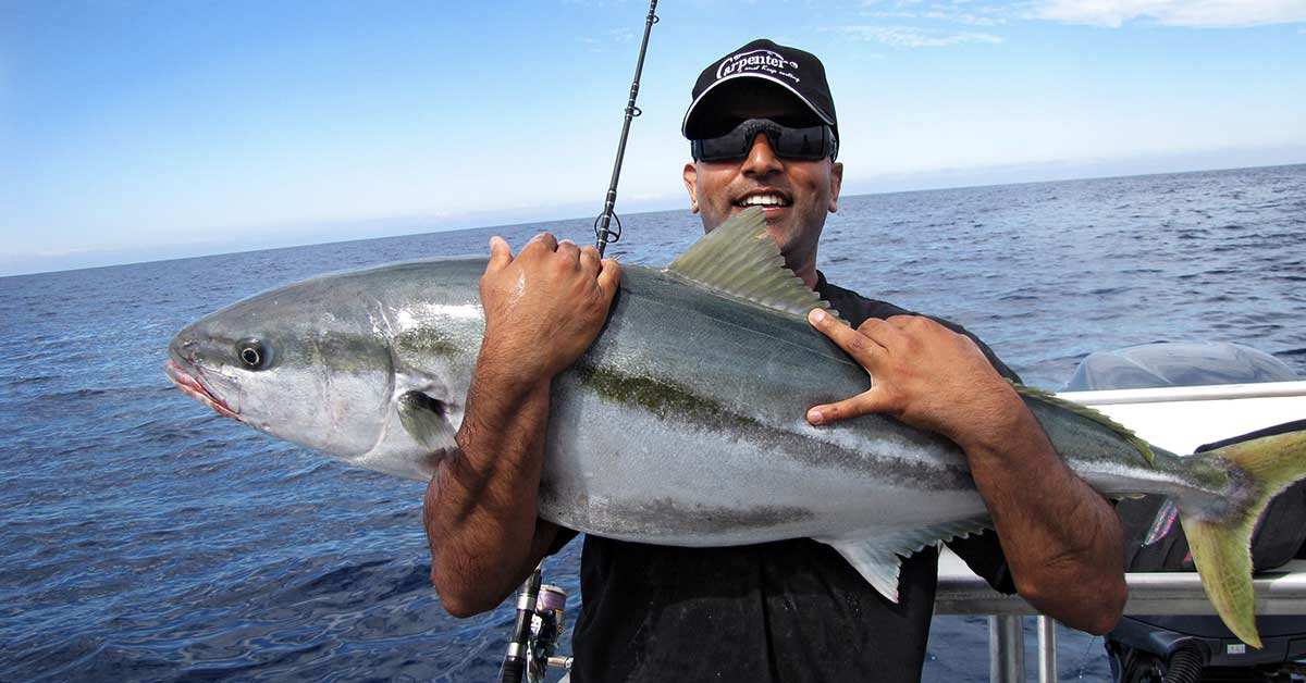 Kingfish from top to bottom