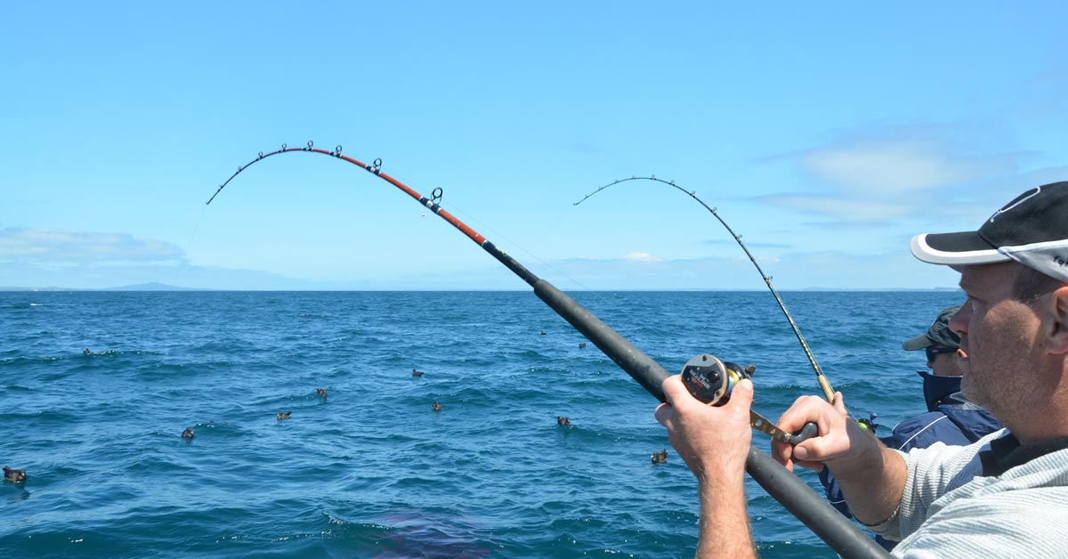 A short guide to straylining and ledgering