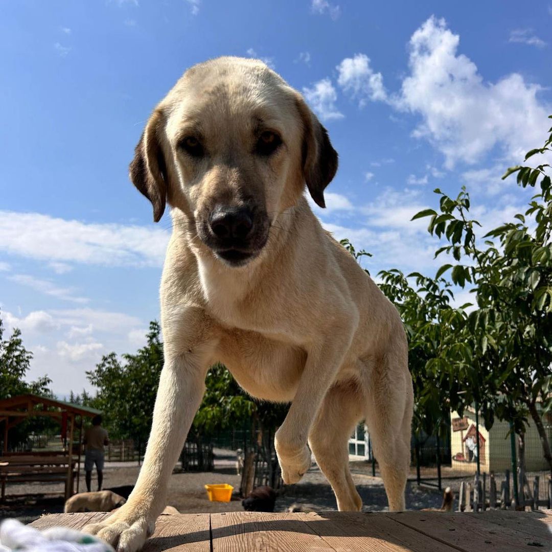 Hilfe für Herdenschutzhunde e.V.