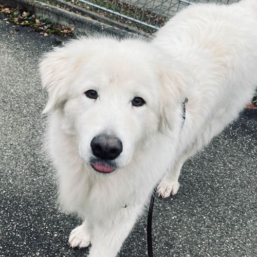 Vermittlung von Herdenschutzhunden | Hilfe für HSH e.V.