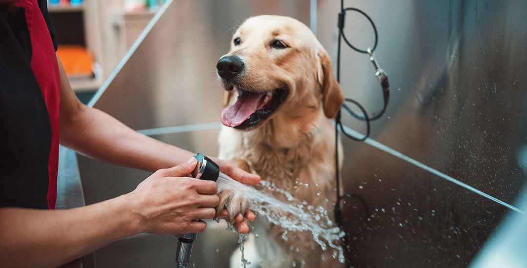 Metro Paws | Dog Hotel | Pet Stay