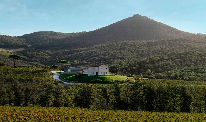 Masseto: The Iconic Super Tuscan Merlot